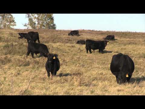 Angus VNR: Data feedback fuels premiums