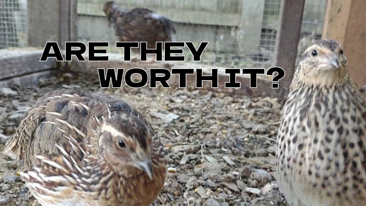 Things I Wish I Knew Before Raising Coturnix Quails