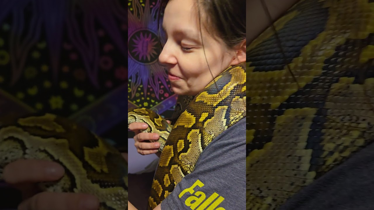 Mavis the African Rock Python (Python Sebae)