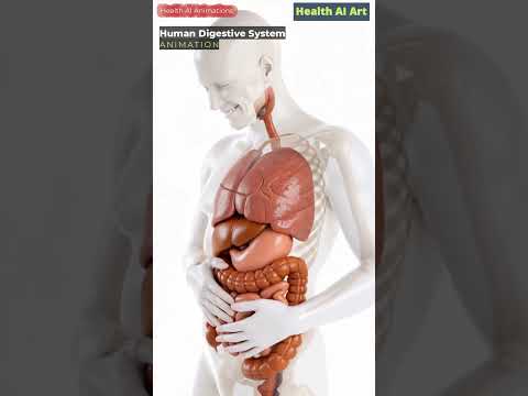 Illustration of Human Digestive System | Health AI Art | 97