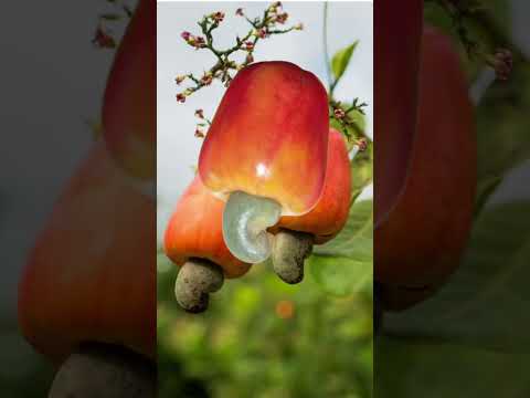 #shortsviral#fruta#caju# foto