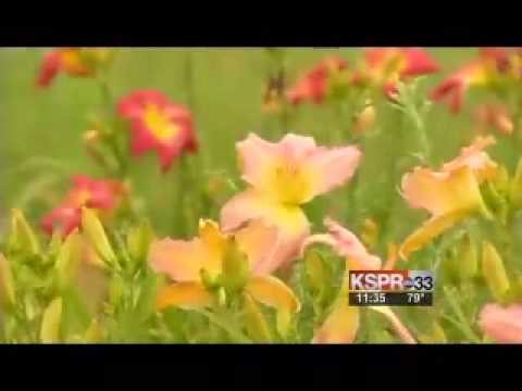 My Ozarks: Gilbert H Wild Nursery, 125 Years of Flowers