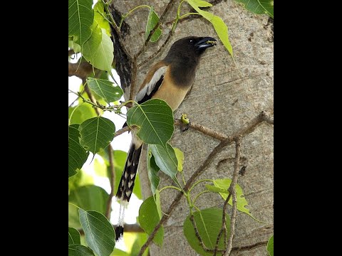 Rufous Treepie | Dendrocitta Vagabunda | வால்காக்கை | வால் காக்கை