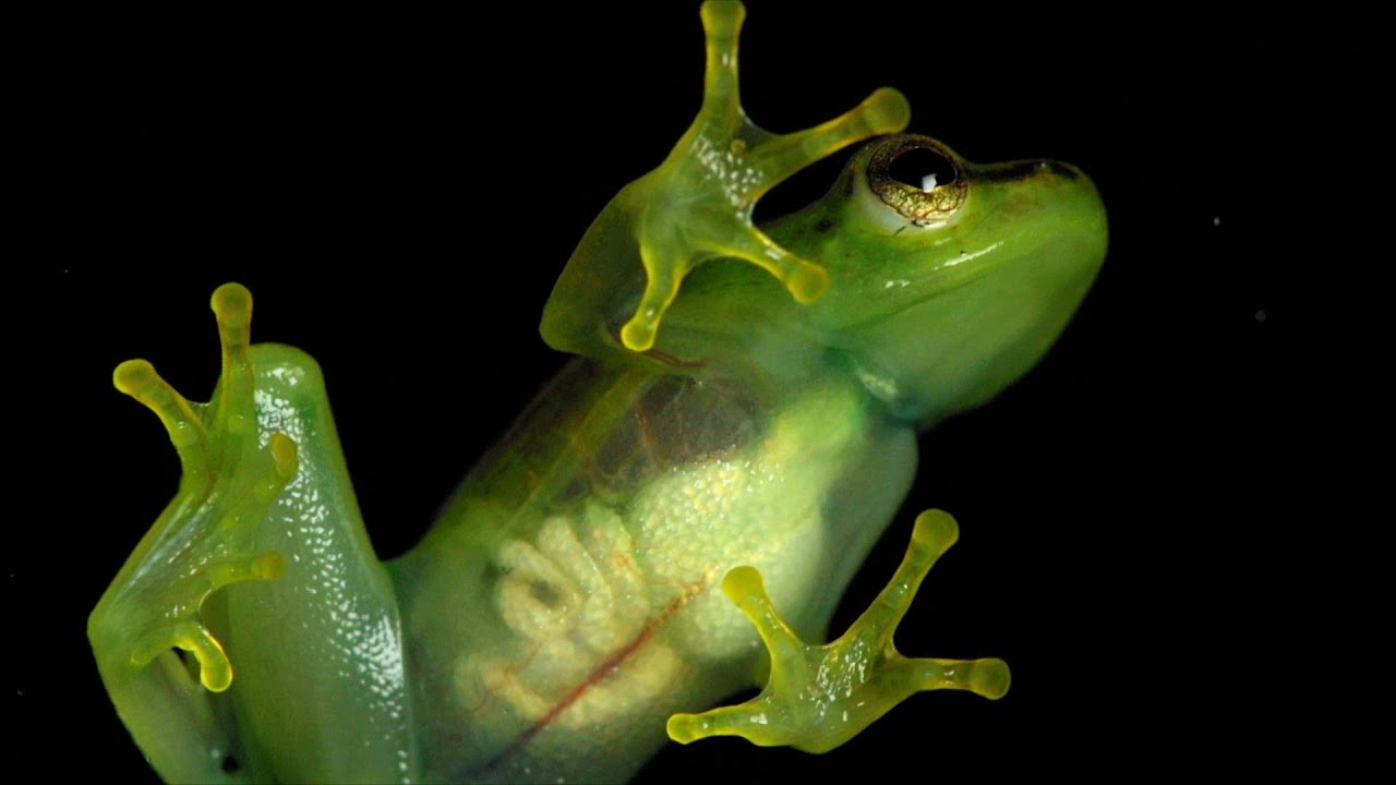 A Look Inside This See-Through Frog