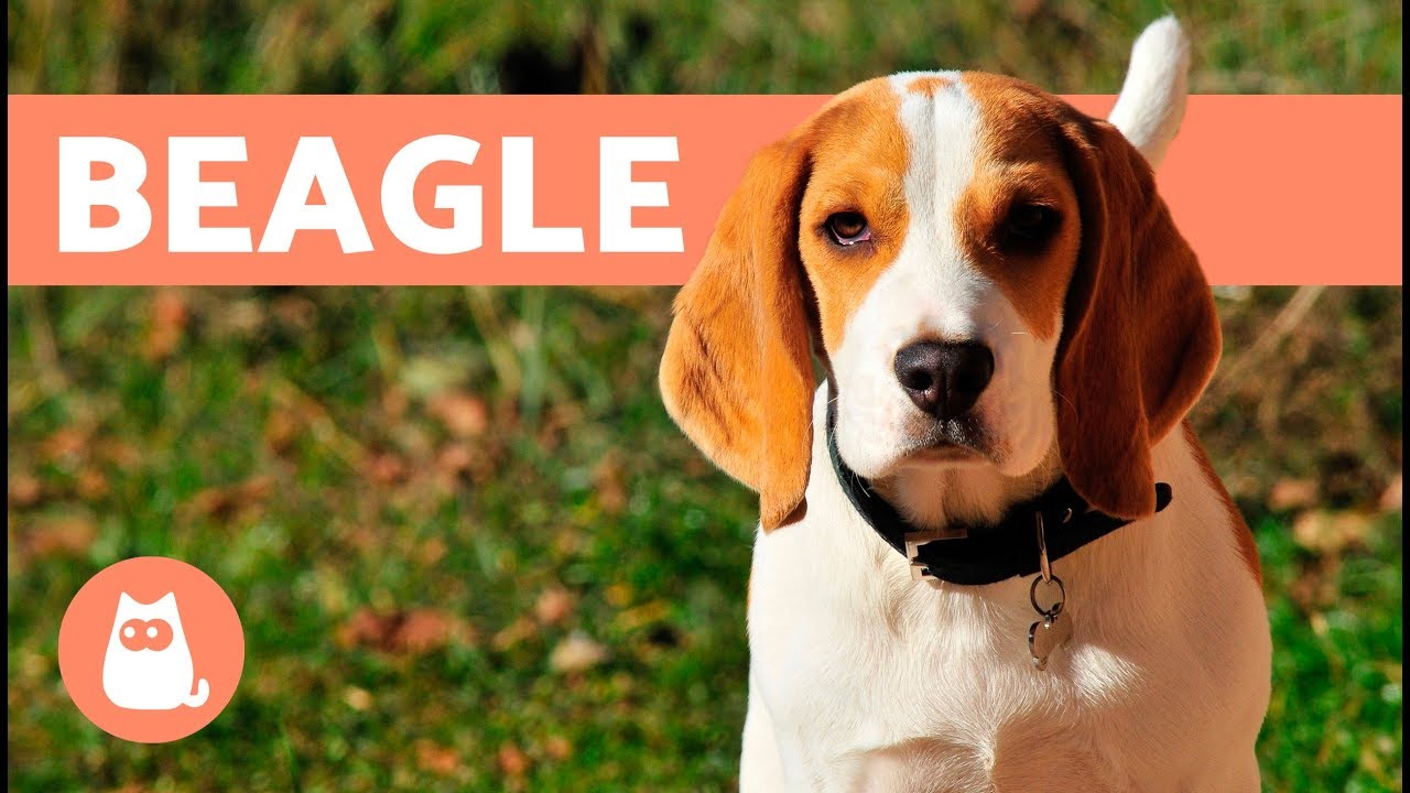 Beagle Dog - History, Characteristics, and Training