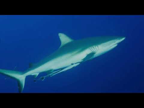 RAMBOS PNG WALINDI DIVING ADVENTURE