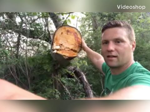 Finding a tree’s age with circumference