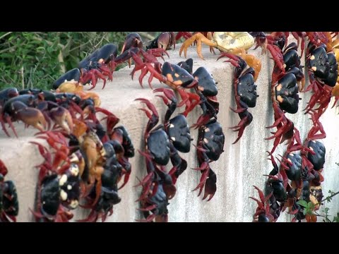 Cuba’s annual great crab migration | weehingthong