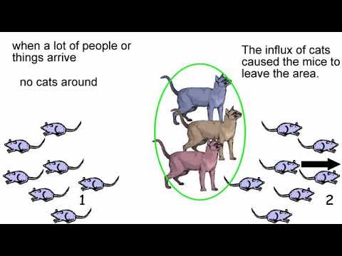 influx meaning | Vocabulary for Kids | Children's Dictionary | Learn English Vocabulary