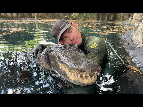 How do alligators sleep without drowning?