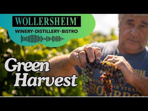 Green Harvest Explained: Insights from Winemaker Philippe Coquard