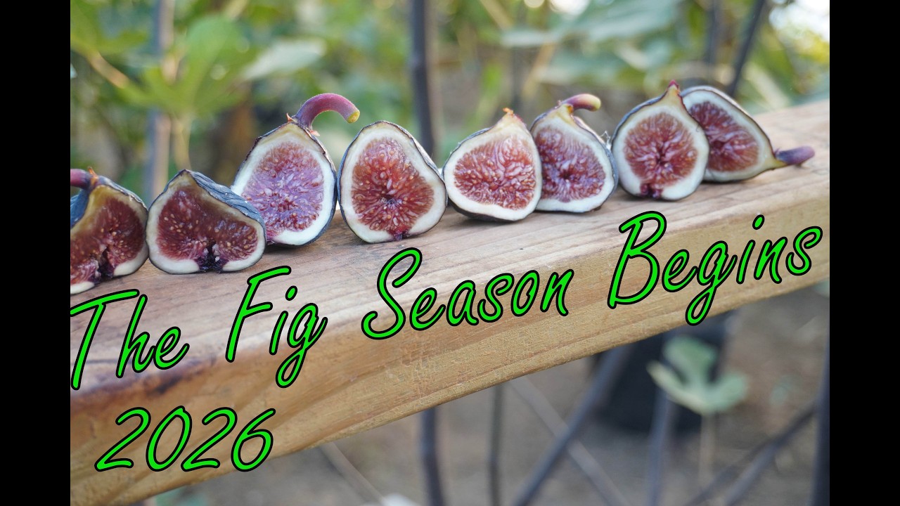 Fig Season Begins 2026