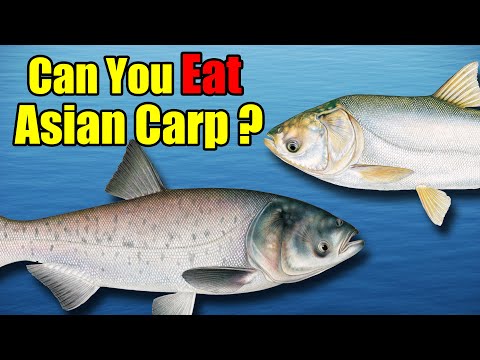 Can you Eat Asian Carp? - Silver Carp & Bighead Carp 101