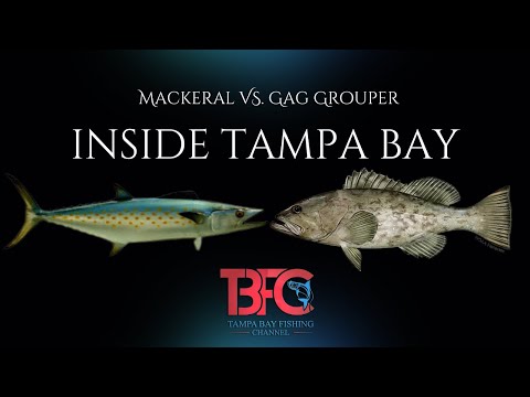 Grouper in the way of Mackerel Fishing! Inside Tampa Bay
