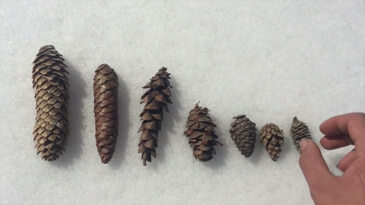 Identifying conifer cones in south Ontario.