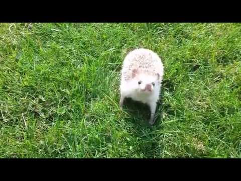 See 9 Adorable Animals Experience the Joy of Going Outside for the ...