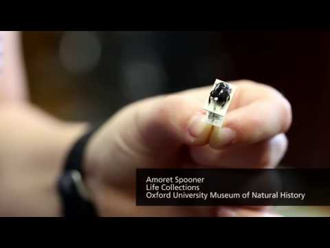 Spotlight Specimen: British Clown Beetles