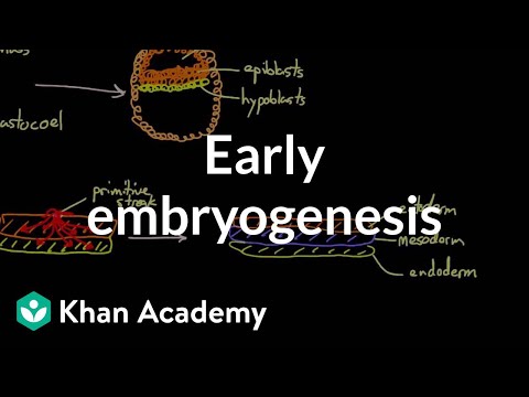Early embryogenesis - Cleavage, blastulation, gastrulation, and neurulation | MCAT | Khan Academy
