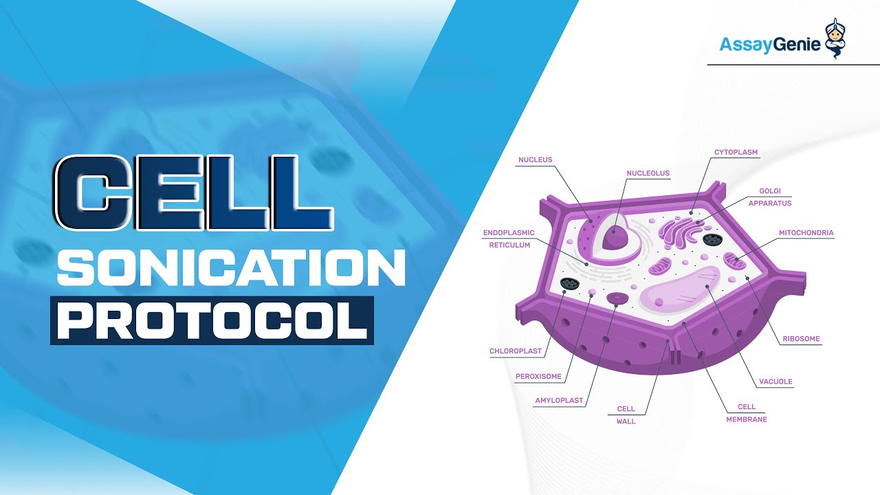 Cell Sonication Protocol