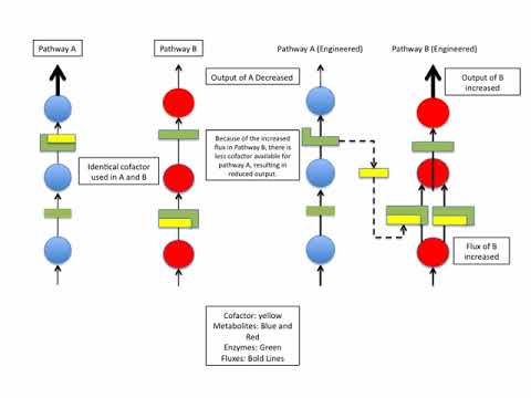 Cofactor engineering | Wikipedia audio article
