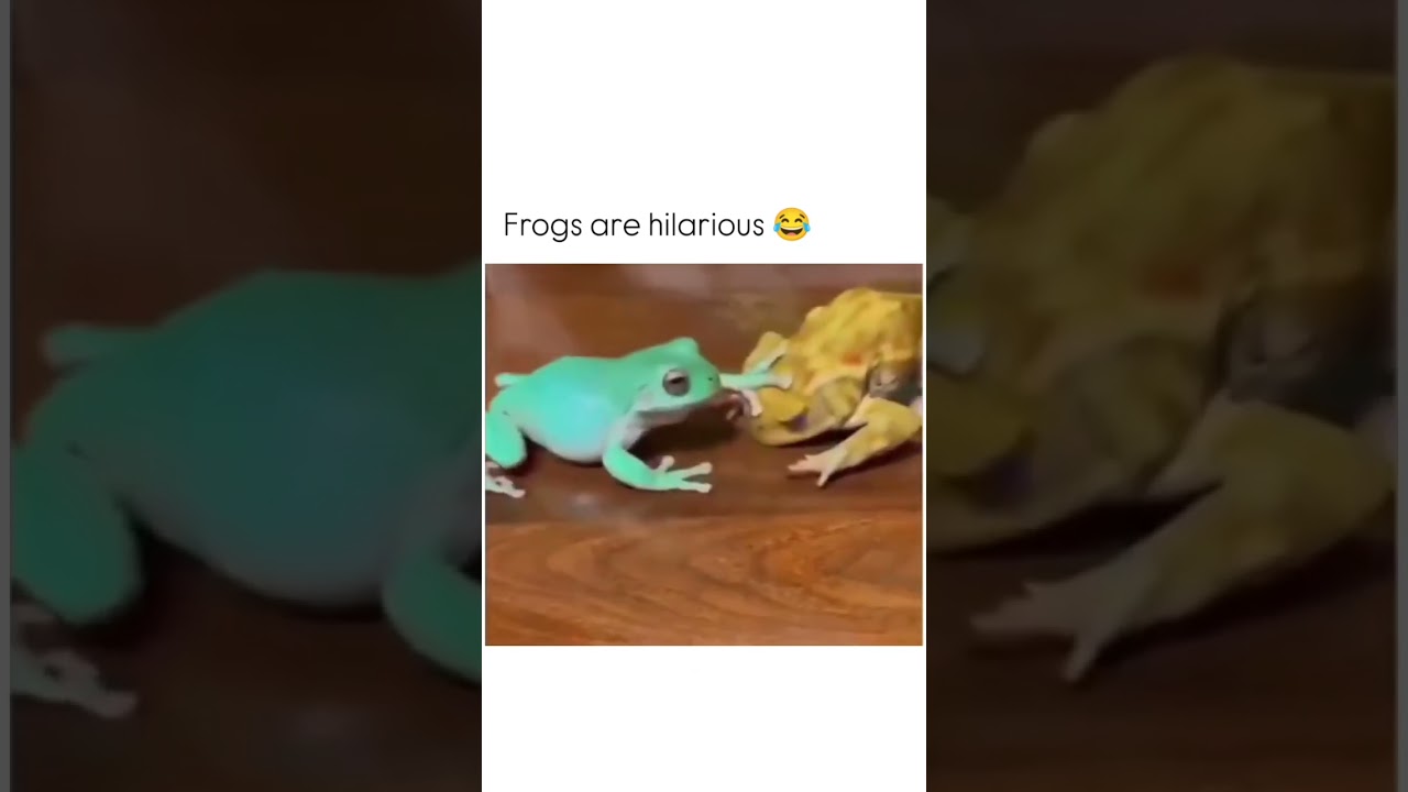 Hilarious frogs 🤣🤣🤣 #frog #frogs #mem #memes