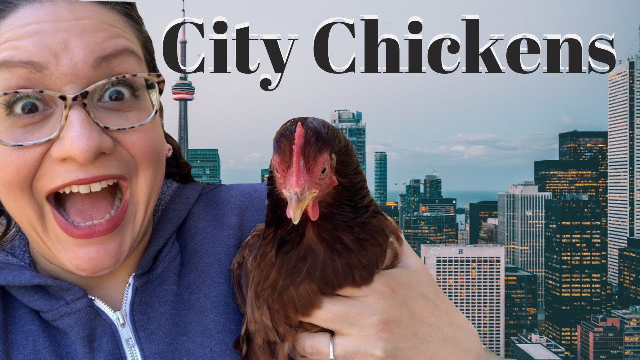 Urban Chicken Keeping | Keeping Backyard Chickens in the City