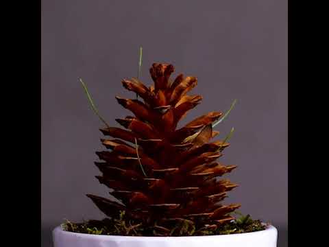 How Pine Trees Reproduce?
