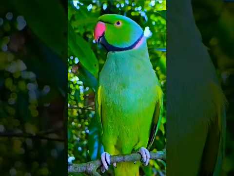 Bittu Bittu song talking #parrot #cute #birds .....!