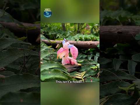 Beauty. Deception. Precision | Orchid Mantis #nature