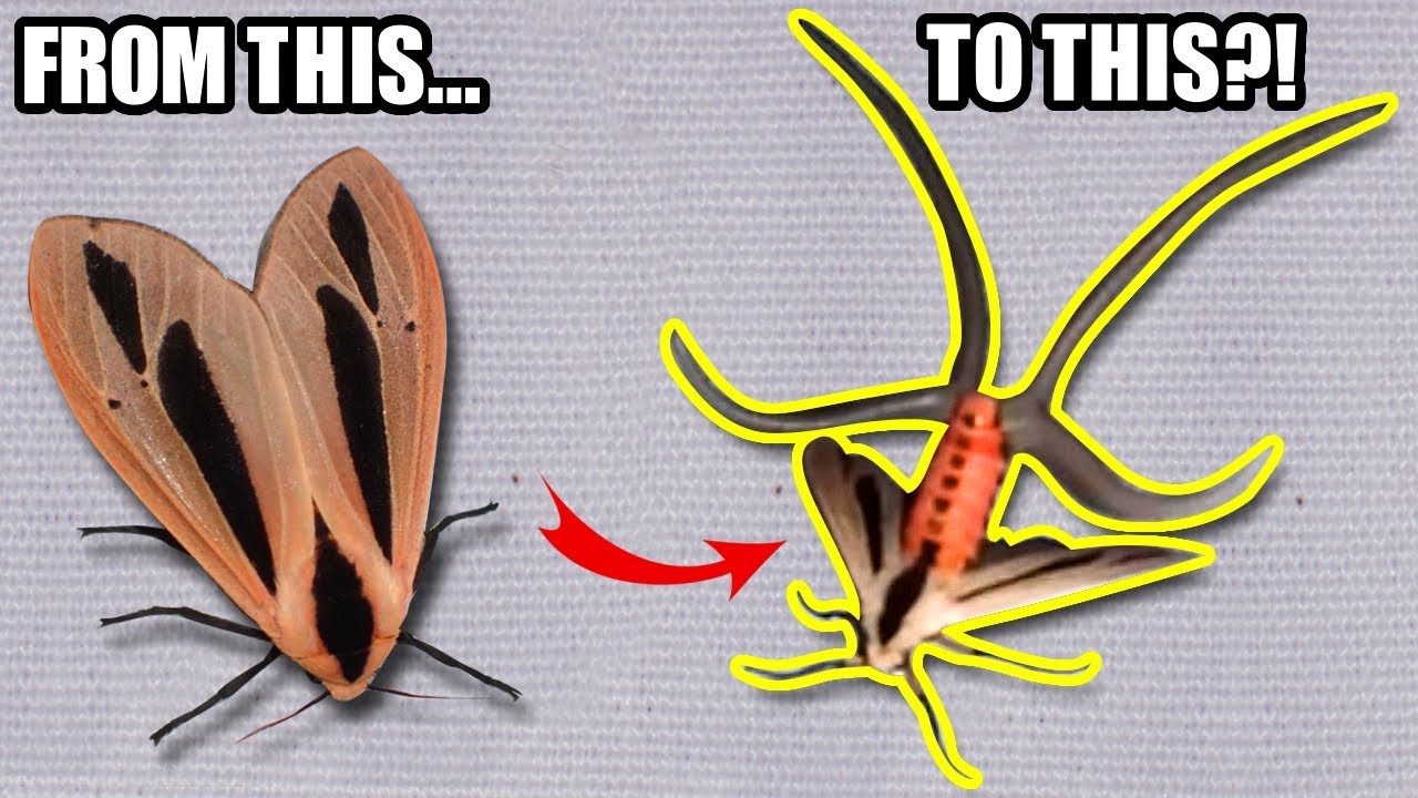 Baphomet Moth Facts: Creatonotos gangis | Animal Fact Files