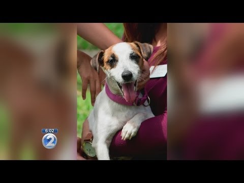 Craigslist dog ad sparks public outrage, disappointment