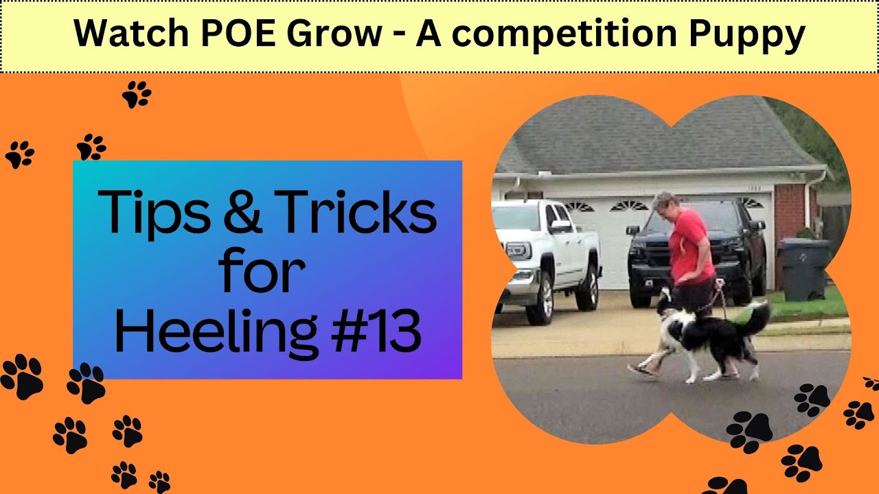 Heeling Tips & Tricks #13 Progression Heeling 20+ Steps - DebbyQuigley.com