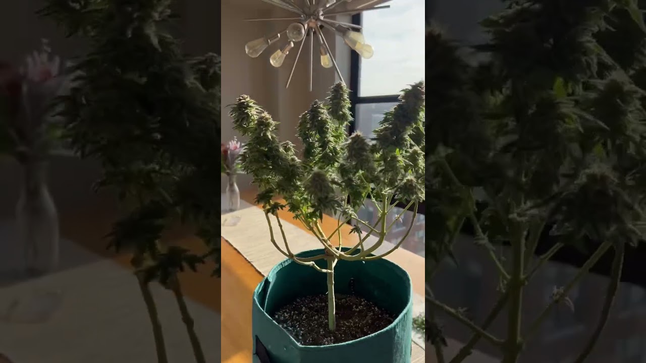 GROWING WEED IN CONDO🌱