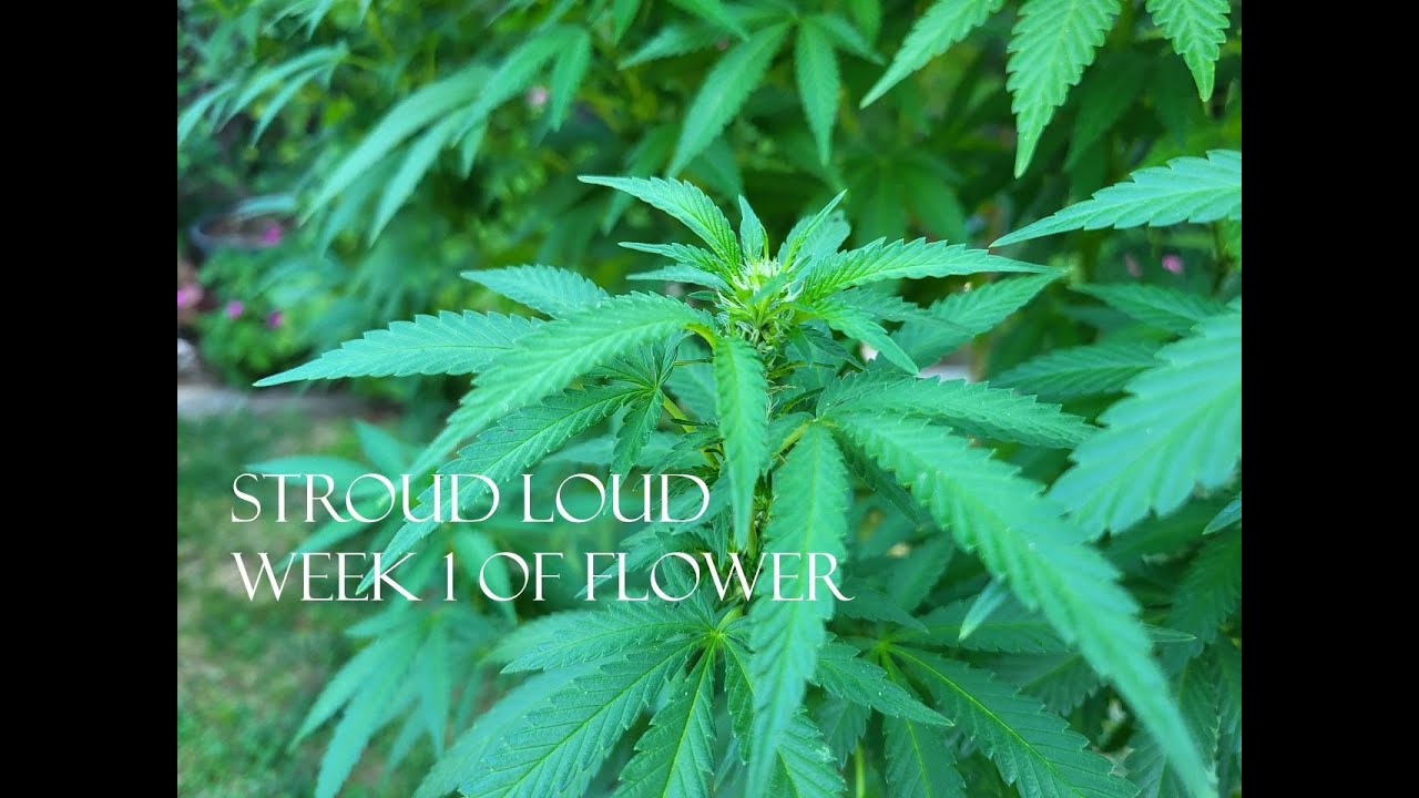 When Does Flower Start on Outdoor Cannabis Trees. Marijuana Goes into Flower. Flower Stage Start.