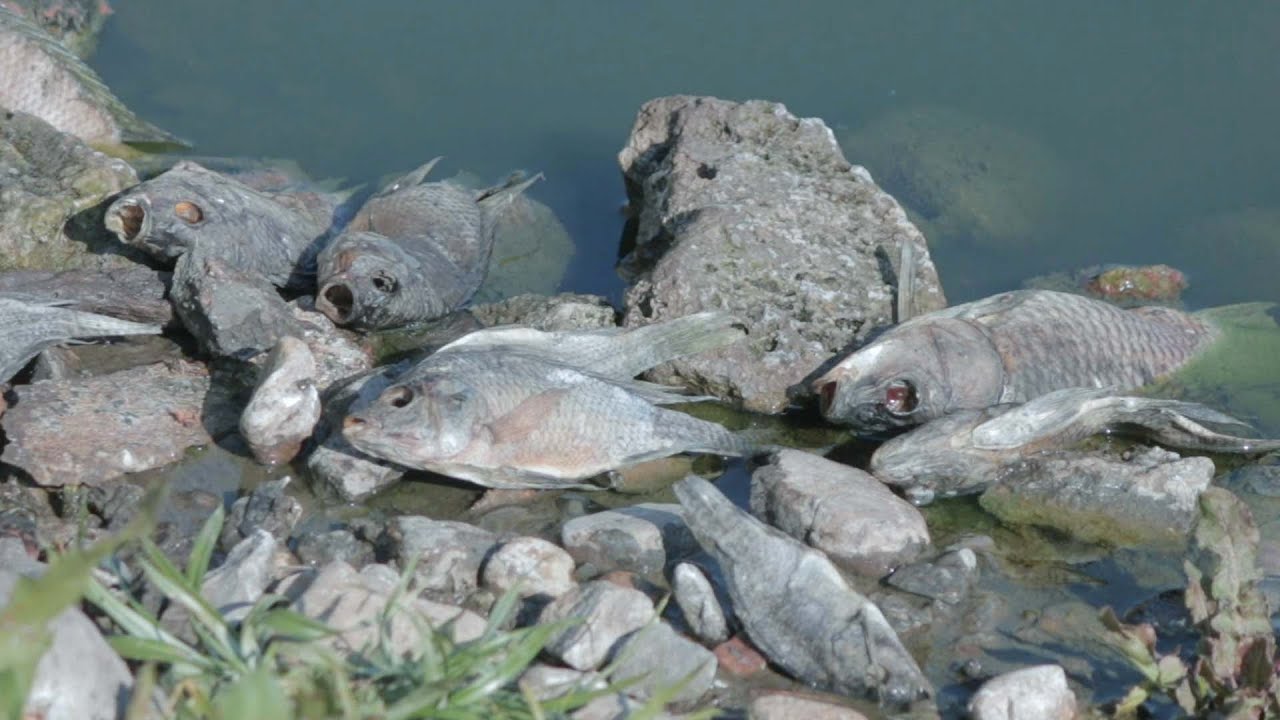 LOS PECES MUERTOS DEL RÍO LERMA