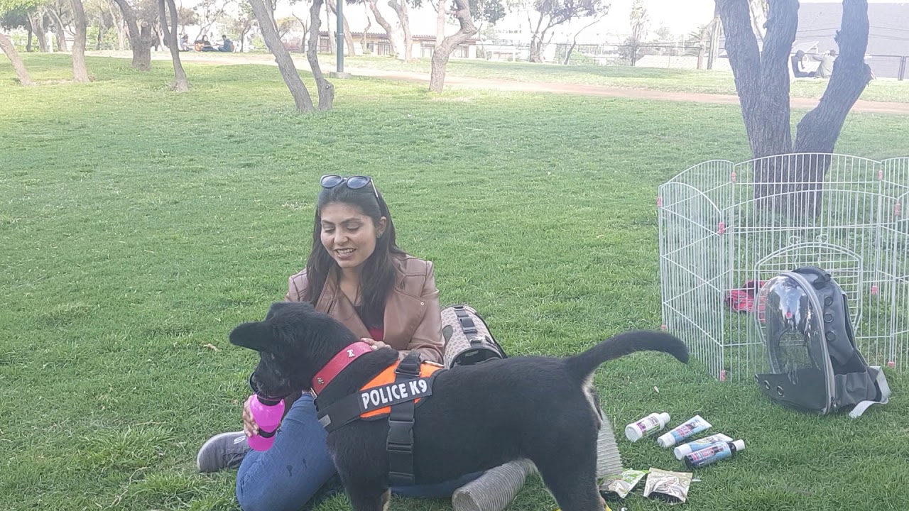 Bebedero Botella Paseo Para Perros Y Gatos, Capacidad 500ml