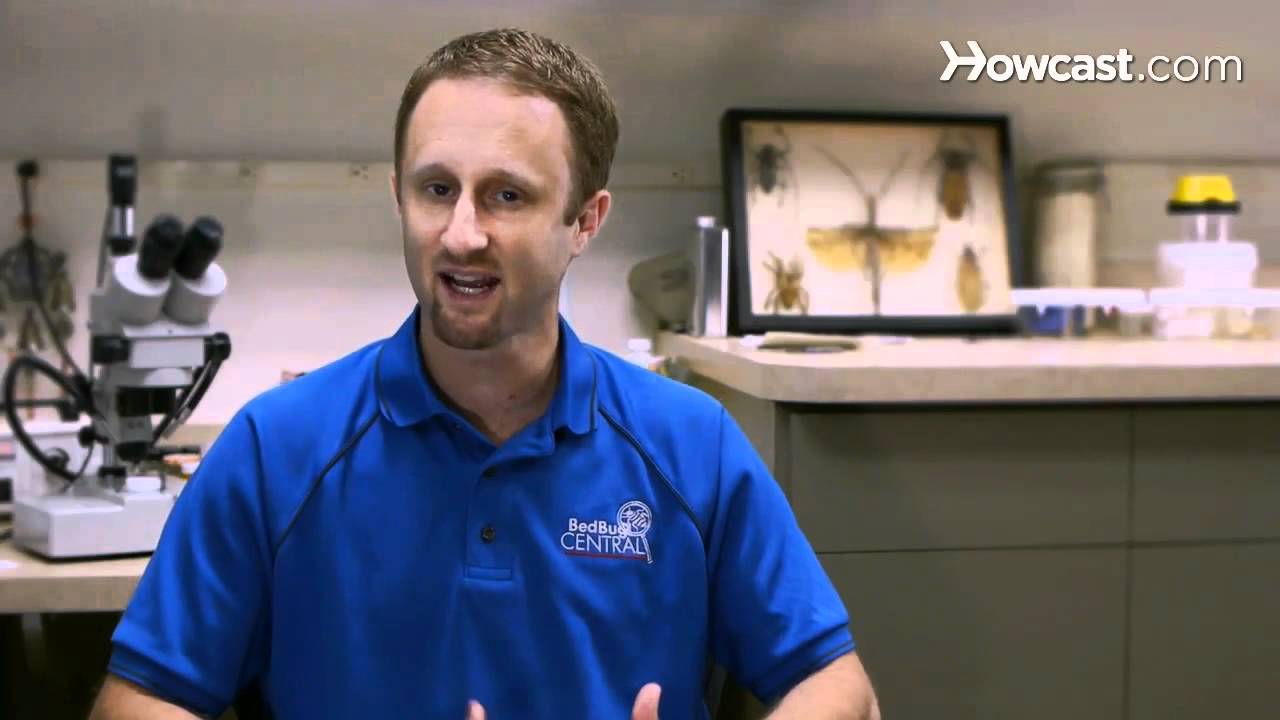 How to Find a Good Bed Bug Exterminator | Pest Control