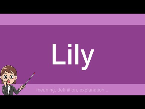 Lily