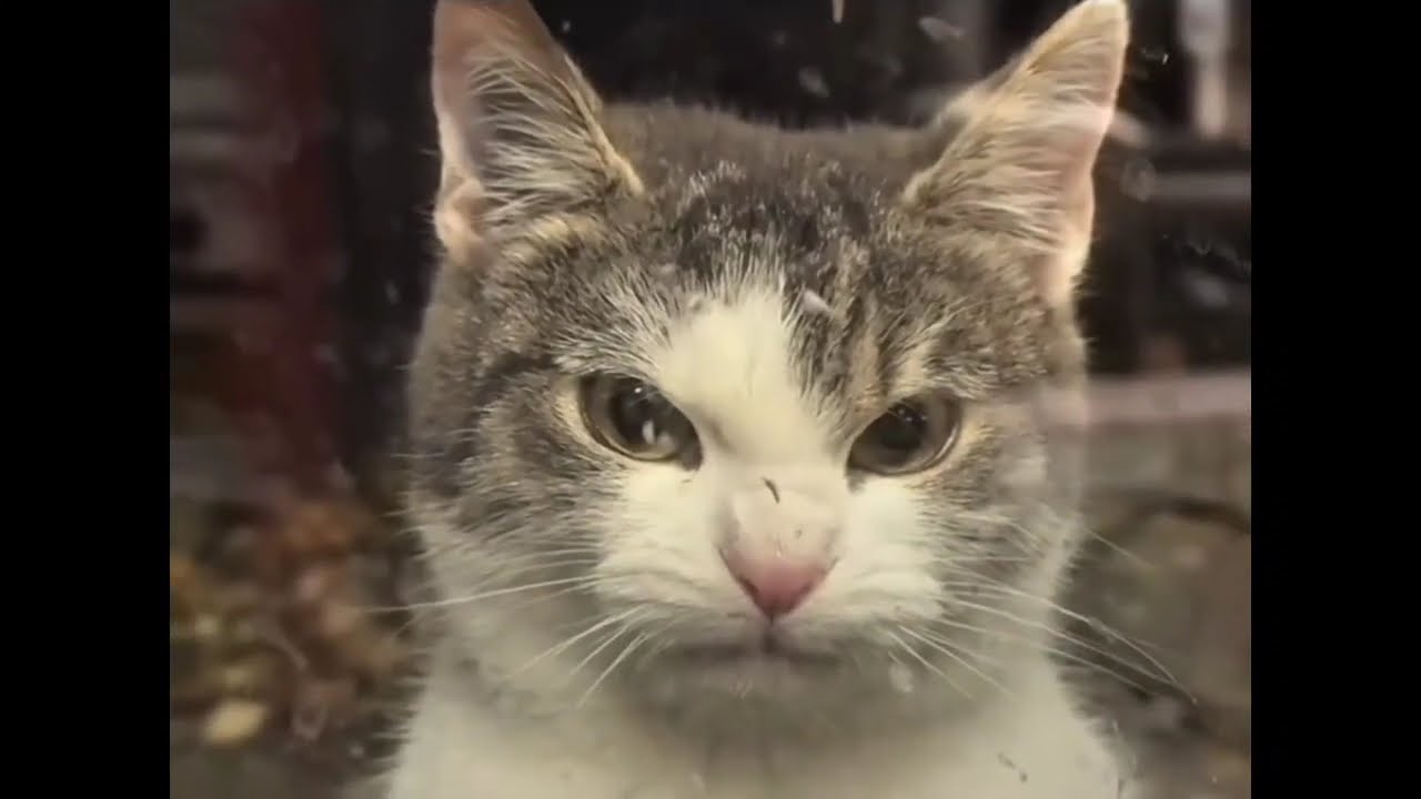 Irritated Cat Meme Template