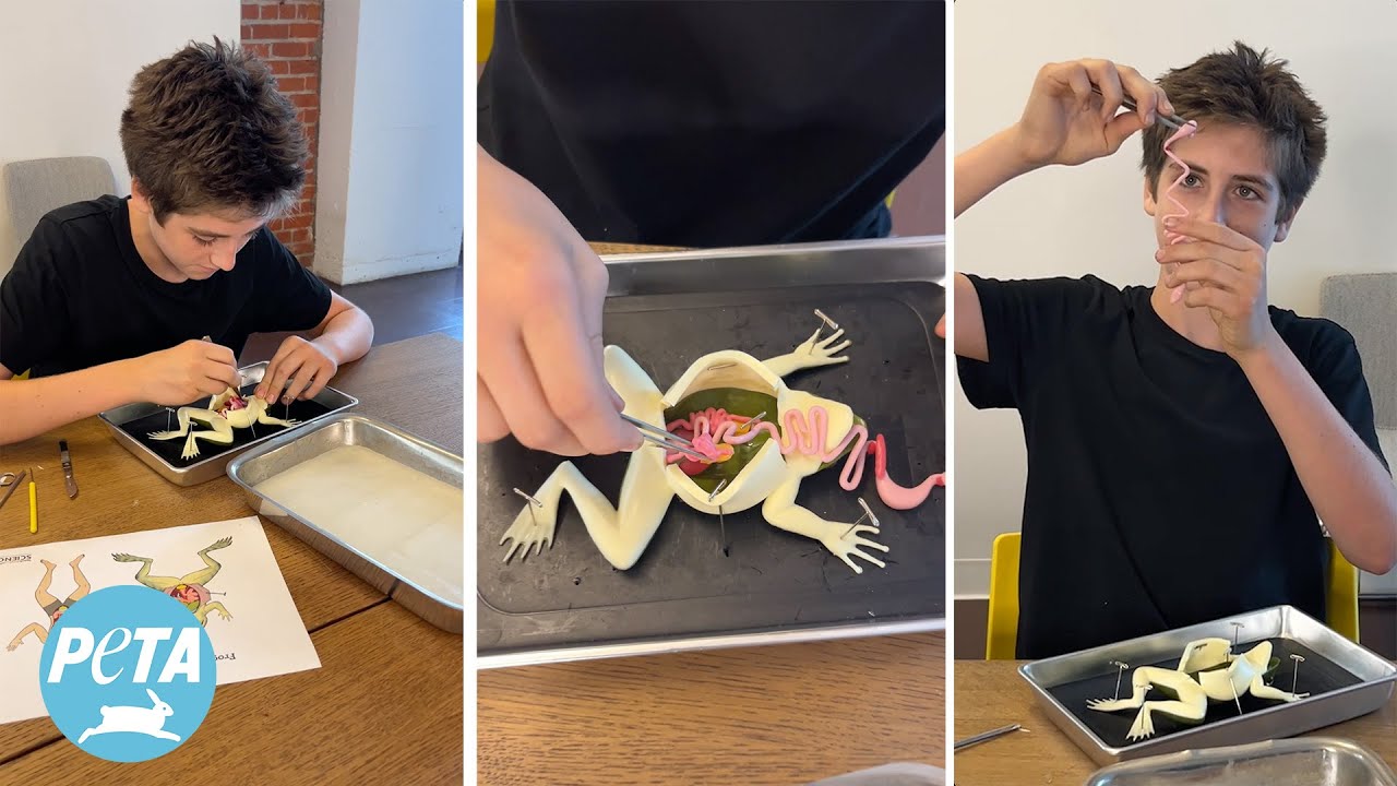 Classroom Dissection Revolutionized with TeachKind's Kind Frog