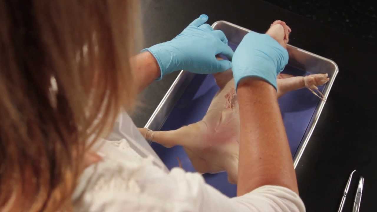 How To Dissect A Fetal Pig