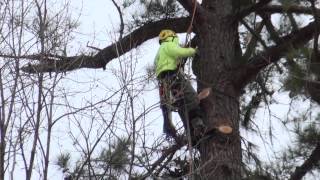 3 Best Tree Services in Raleigh, NC - Expert Recommendations