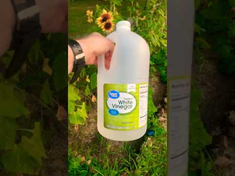 Can vinegar keep away an armadillo? 🤯💪🌻☕️ #farm #gardening #diys 