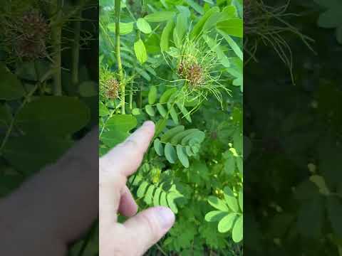 It's Not Weeds