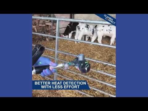 An easy and safe breeding season with the Tailpainter applicator