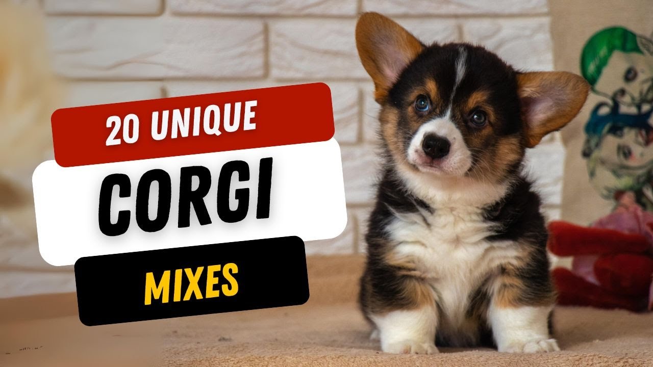 20 Unique Corgi Mix Breeds You'll Love!