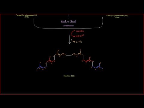 Cholesterol Synthesis (Part 4 of 6) - Stage 3: Squalene Synthesis