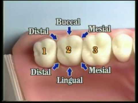 V109: Patient Records Management & Dental Charting