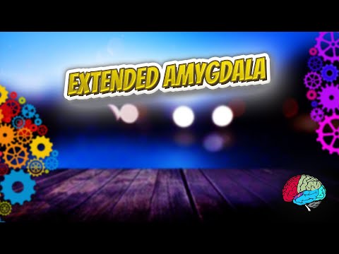 Extended Amygdala - Know It ALL 🔊✅