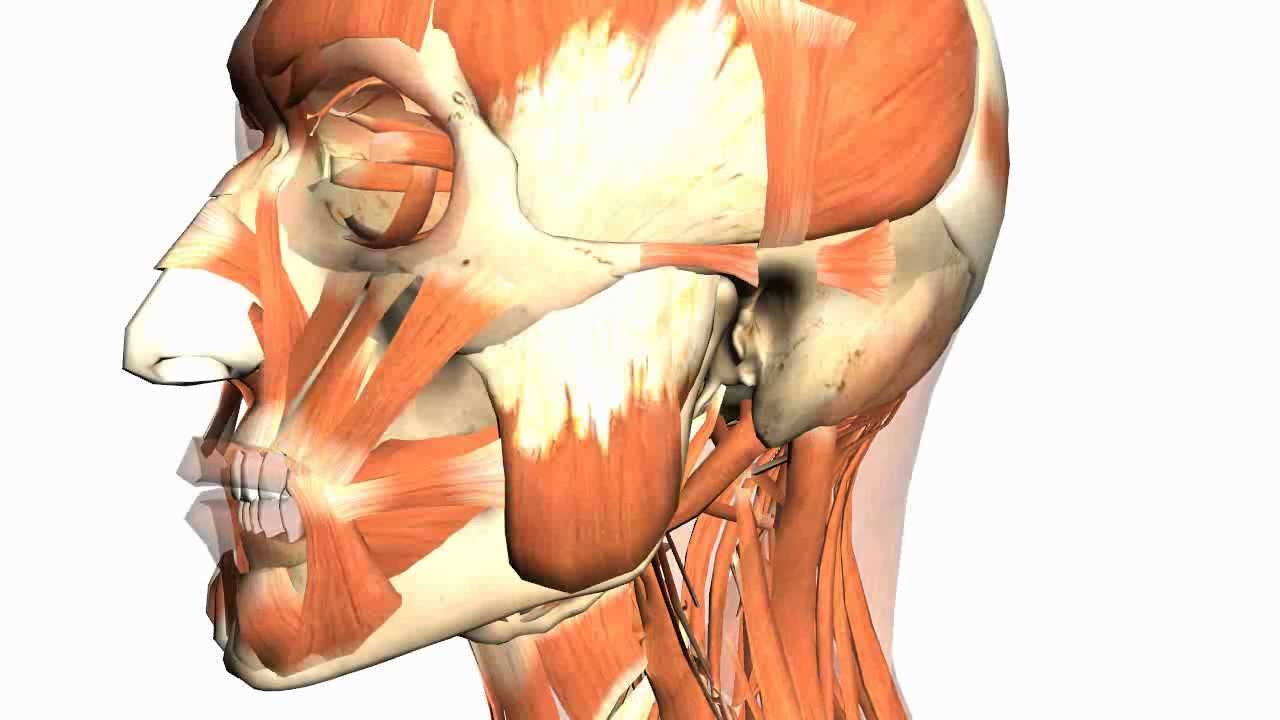 Skull tutorial (4) - Mandible - Anatomy Tutorial